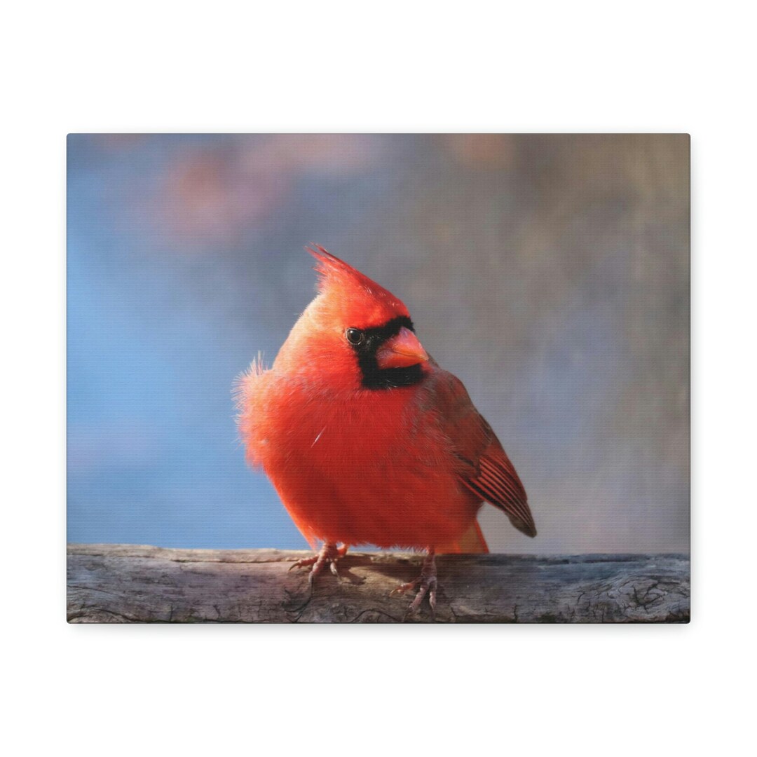 Gorgeous Red Cardinal Canvas Wall Art Bird Photo Print Nature Home ...
