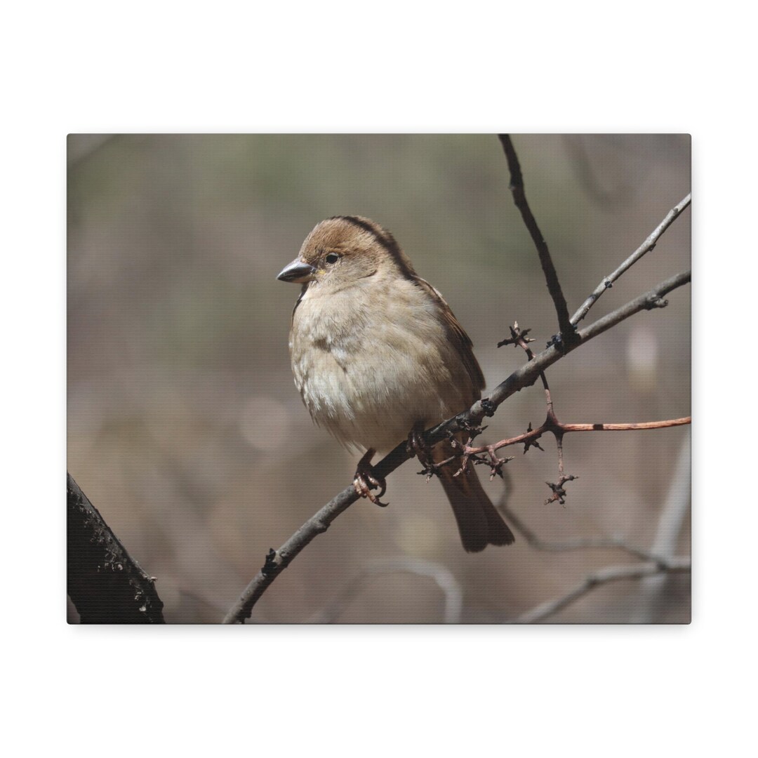 Adorable Little Bird Canvas Wall Art Bird Photo Print Nature Home Decor ...