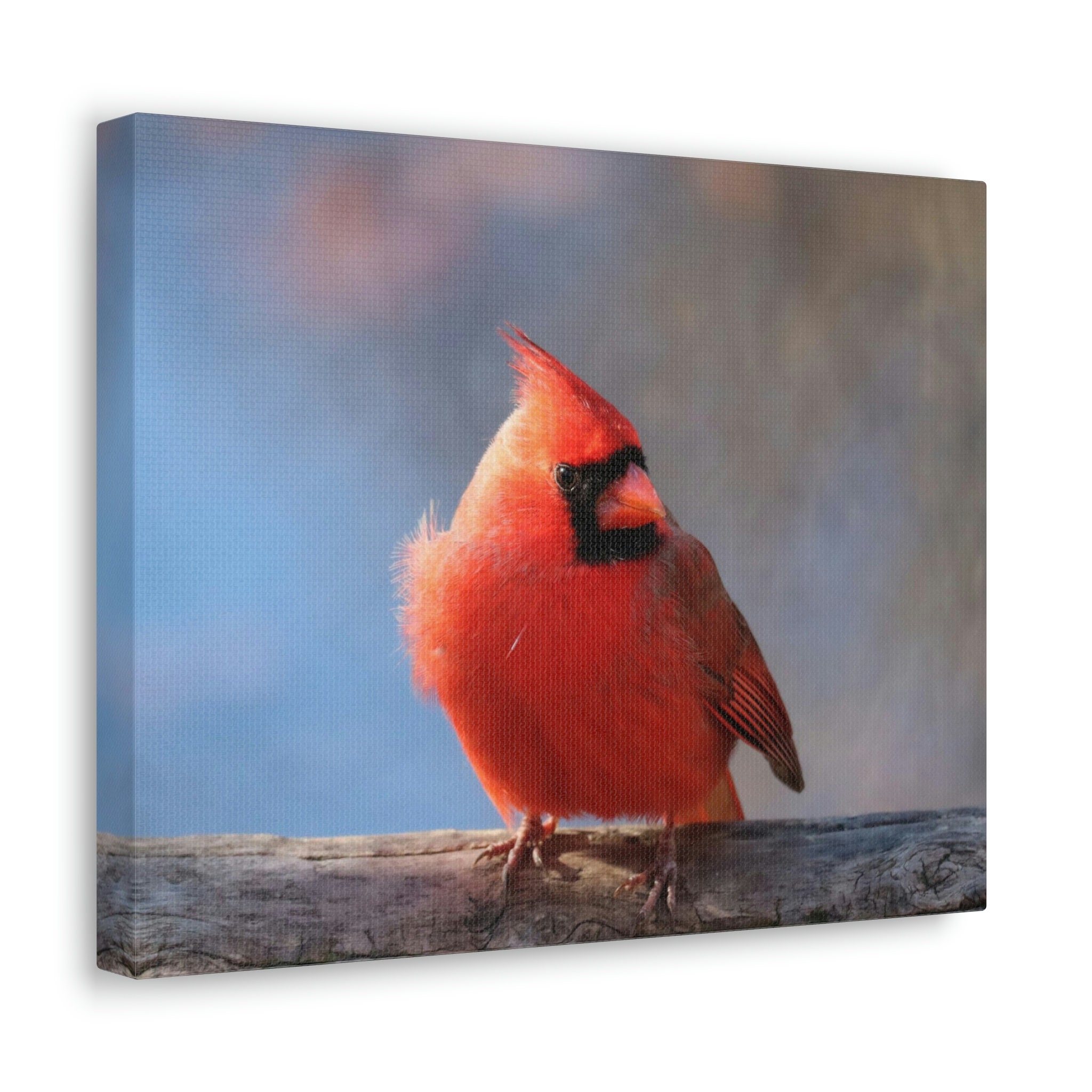 Gorgeous Red Cardinal Canvas Wall Art Bird Photo Print Nature Home ...