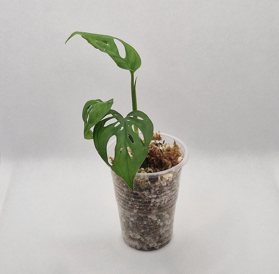 Monstera Esqueleto Baby Plant Skeleton Monstera Rare Plant Tropical ...