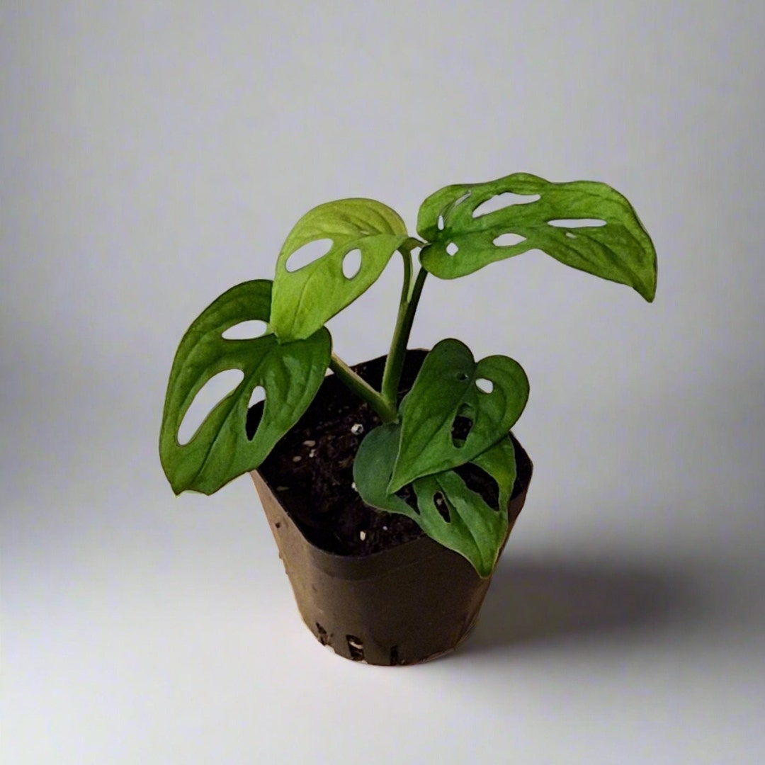 Monstera Esqueleto Baby Plant Skeleton Monstera Rare Plant Tropical ...