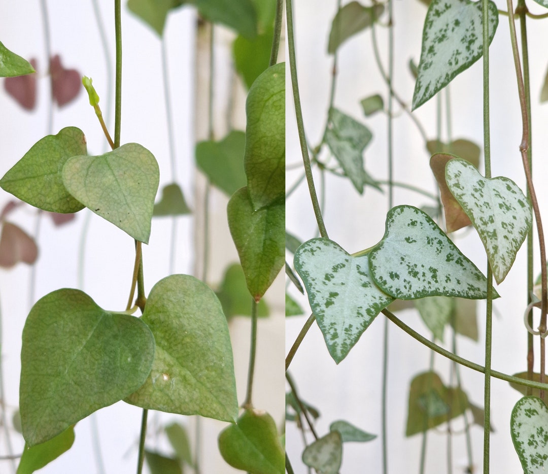 String of Hearts/arrows 10cm Cutting | Ceropegia Linearis | Iris | Remy ...