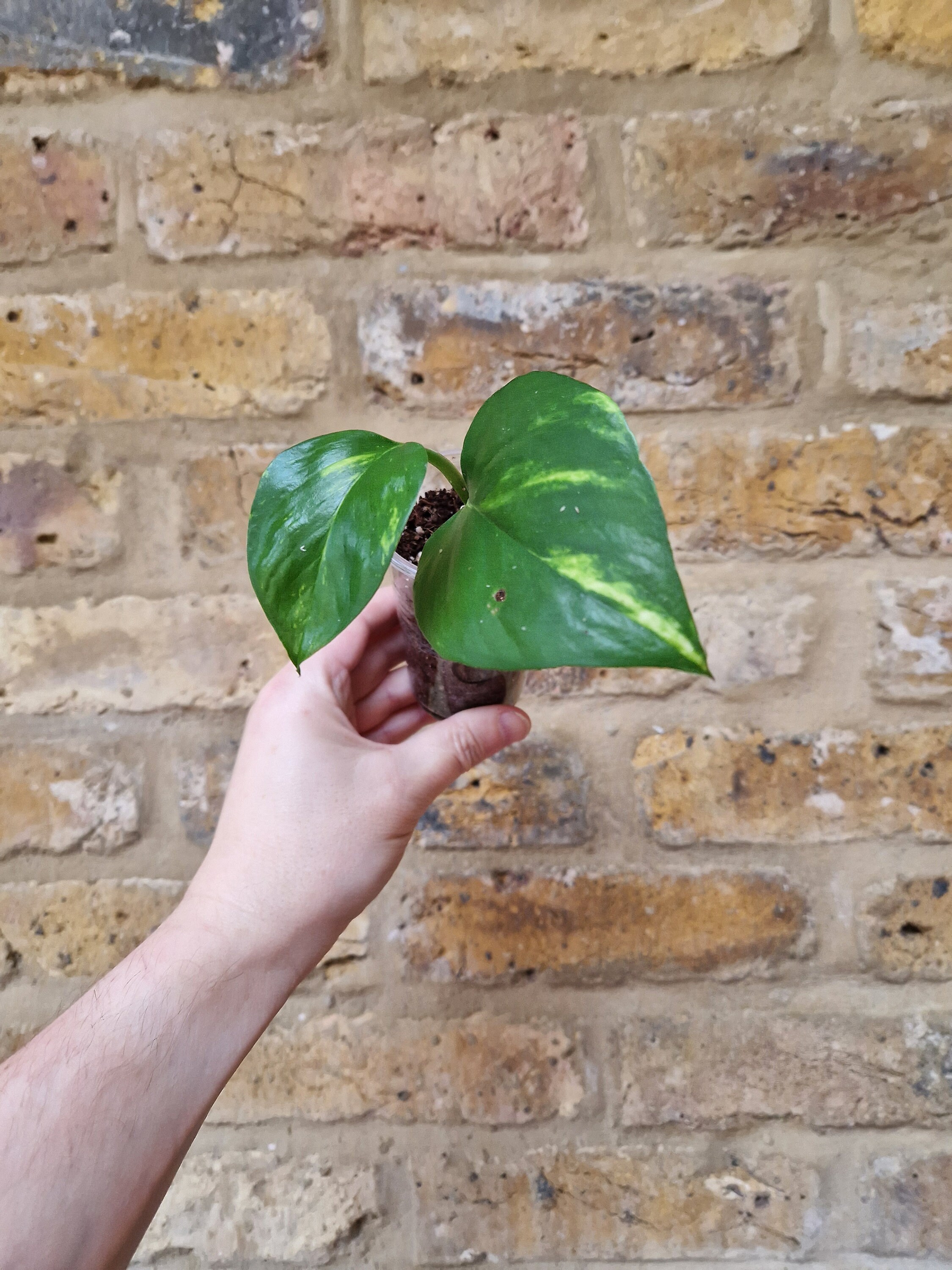 Devils Ivy Epipremnum Aureum Njoy Gold Tri Colour Pothos Trailing ...