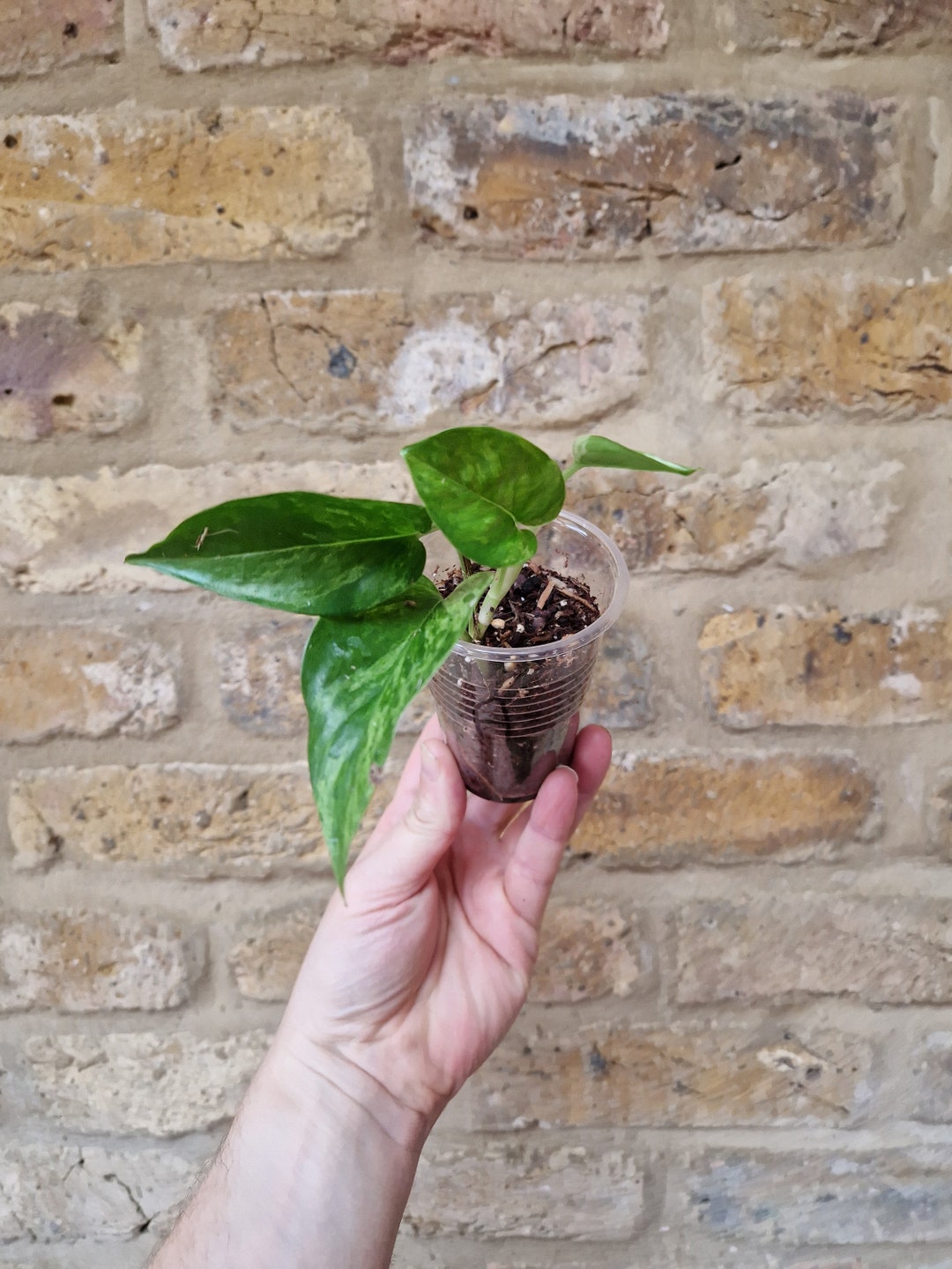 Devils Ivy Epipremnum Aureum Njoy Gold Tri Colour Pothos Trailing ...