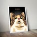 Scared Cat Meme Poster Funny Memes Funny Present Meme Poster Funny ...