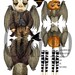Printable Halloween Bats Paper Doll Articulated With Tag and Pocket ...