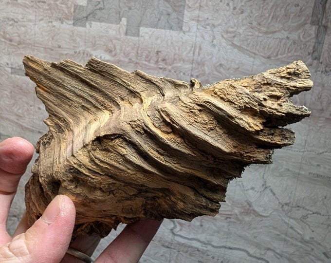 Natural Pine Knot, Wooden Forest Decor, Arkansas, USA - Home, Crafts ...