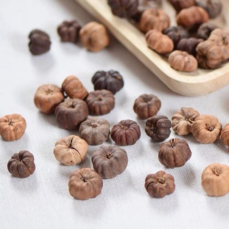 Mini Pumpkin, Baby Pumpkin, Little Pumpkin, Miniature, Putka Pods ...