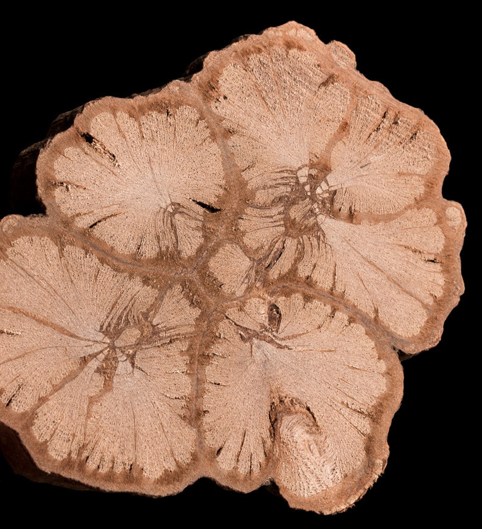 Wood Slices, Wood Slabs, Tree Slices, Coasters, Hand Carved, Woodland ...