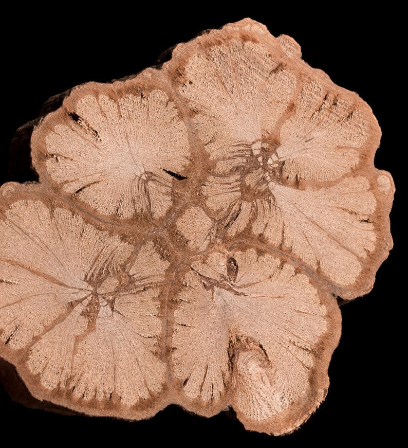 Wood Slices, Wood Slabs, Tree Slices, Coasters, Hand Carved, Woodland ...