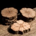 Wood Slices, Wood Slabs, Tree Slices, Coasters, Hand Carved, Woodland ...