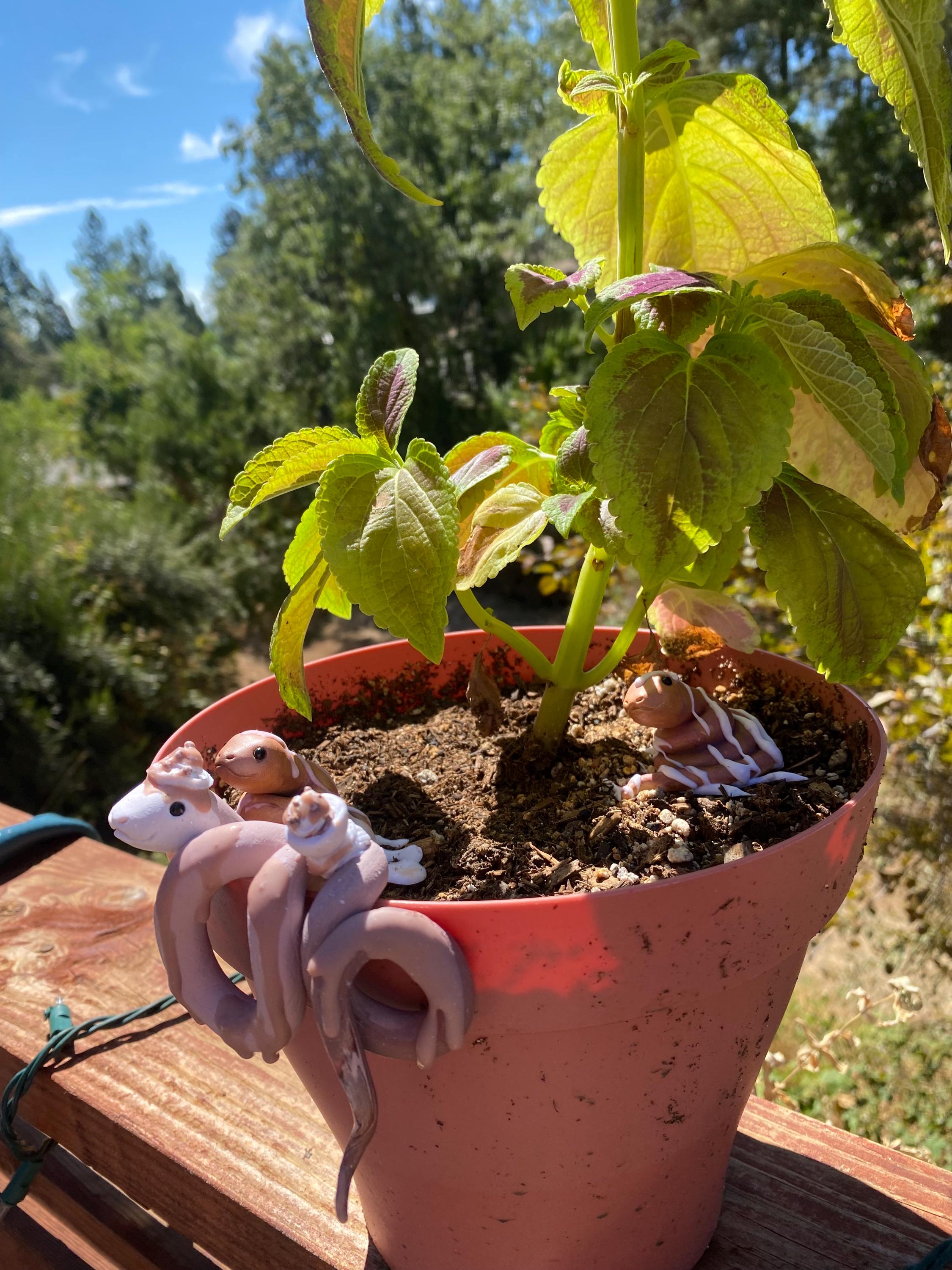 Café Themed Flower Pot Snake Buddy, and Cinnabun Themed Desk Snakes ...