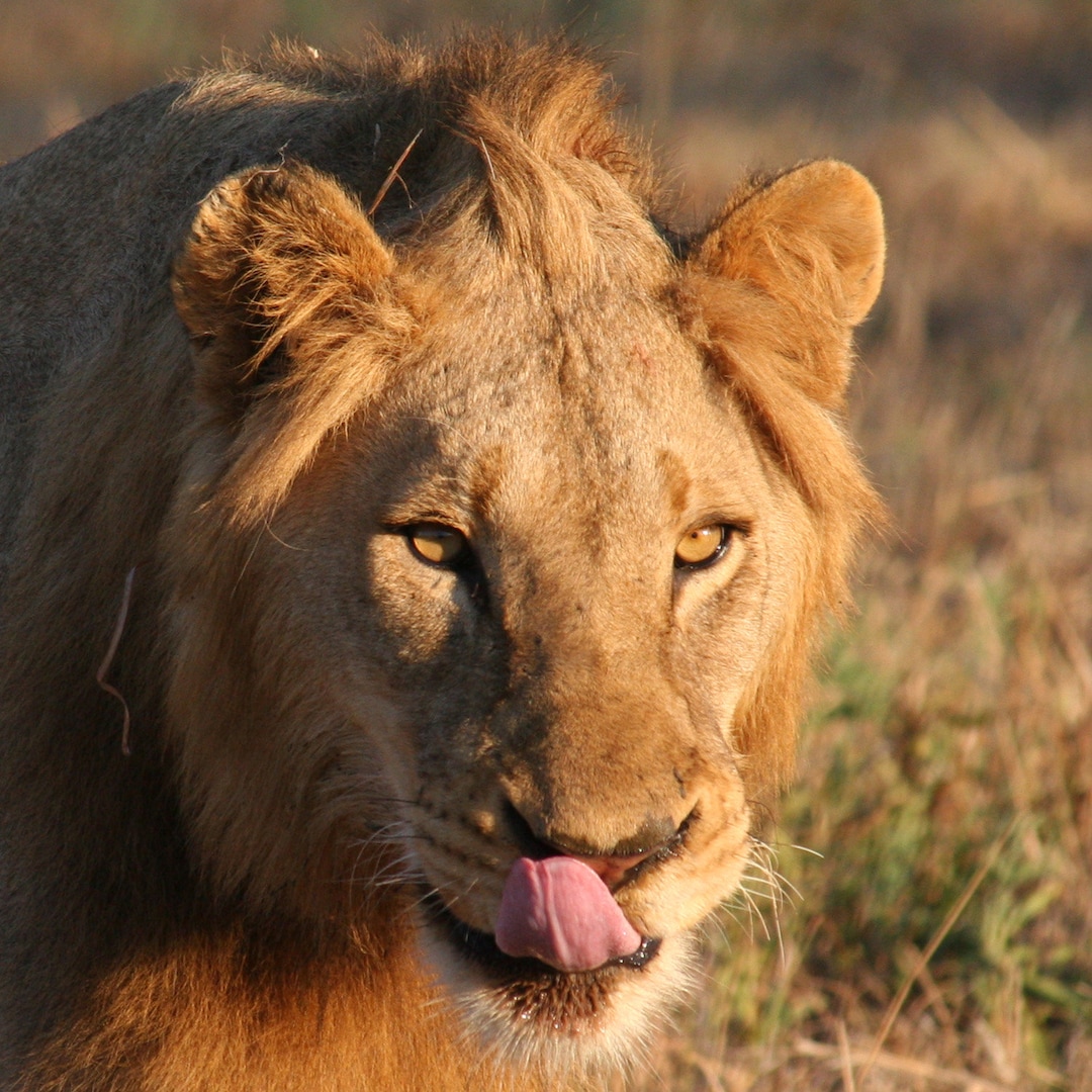 THE KING of the Jungle, Magnificent LION Photo Print, Taken on Safari ...