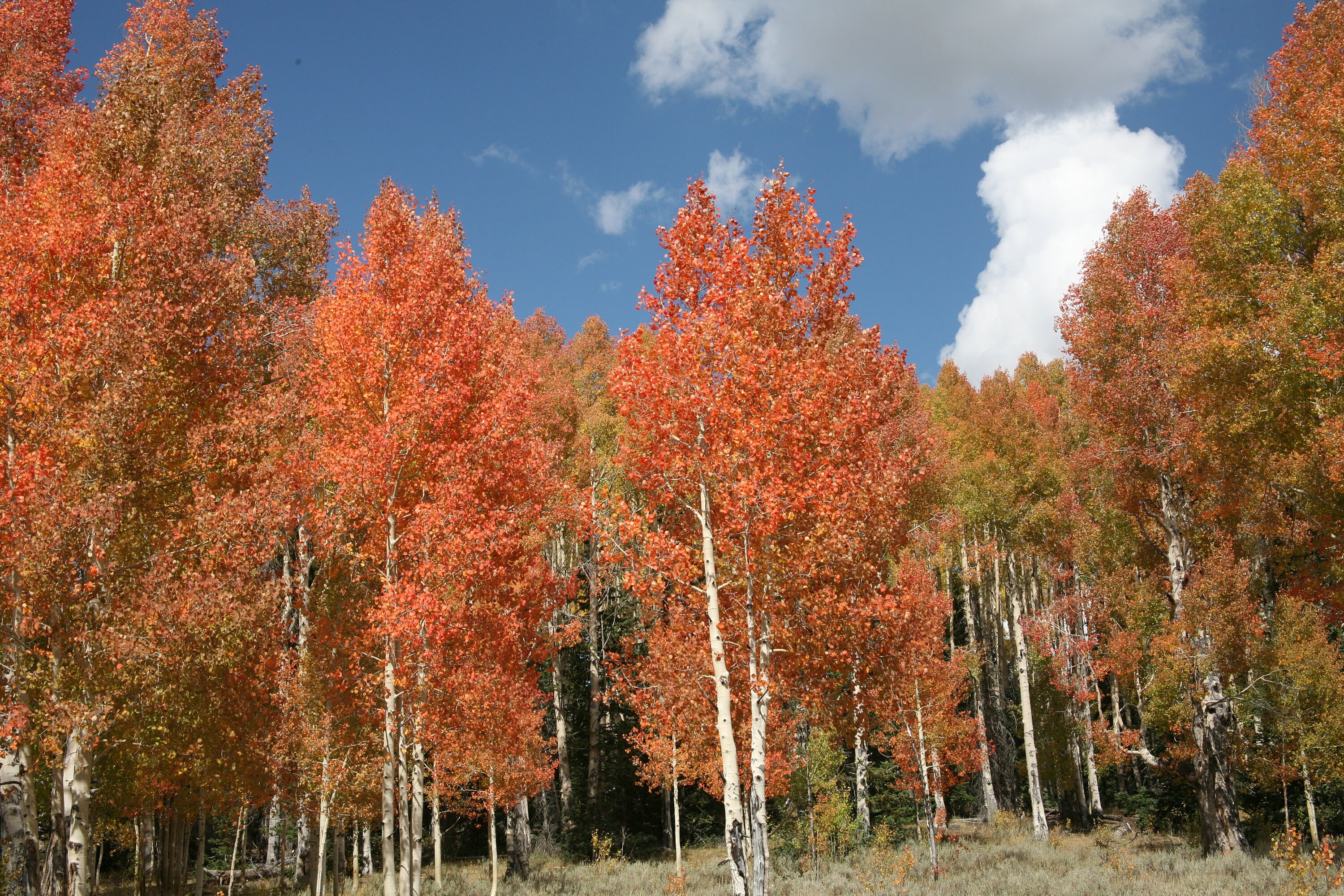 ASPEN TREES CHANGING Color in the Fall, Fall Leaves Print to Adorn Your ...