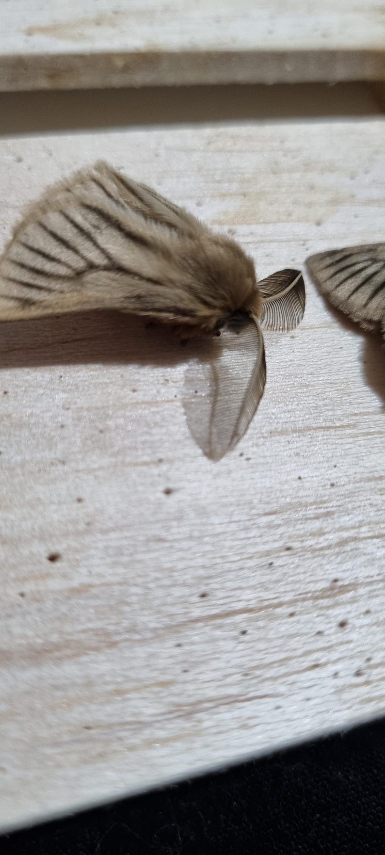 Australian Anthelidae Moth, Pterolocera Amplicornis, Soft Fluffy Moths ...