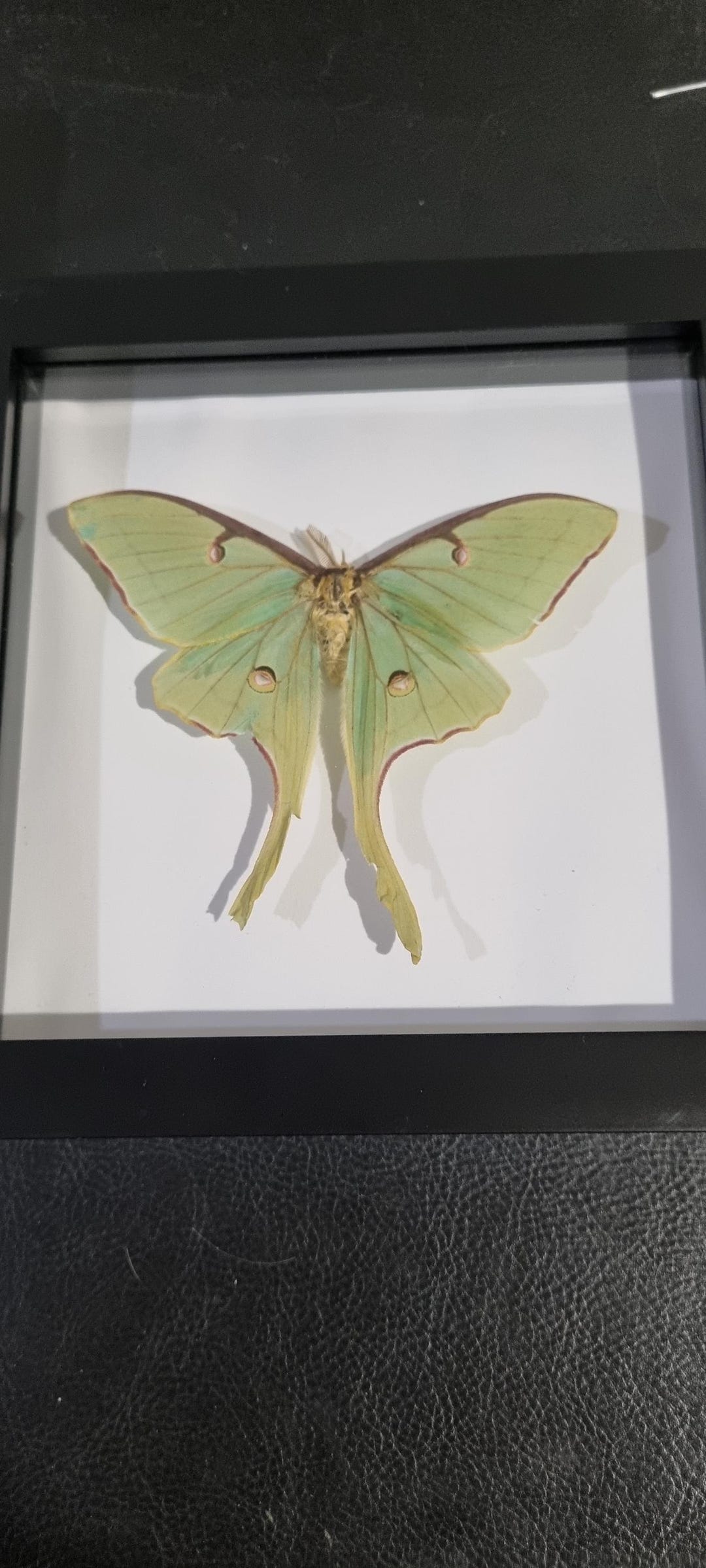 PREORDER Framed Luna Moth - Etsy