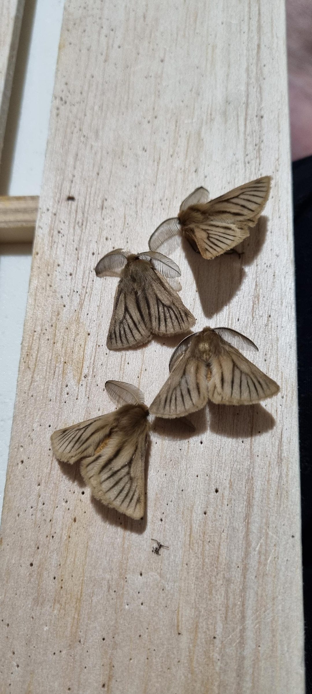 Australian Anthelidae Moth, Pterolocera Amplicornis, Soft Fluffy Moths ...