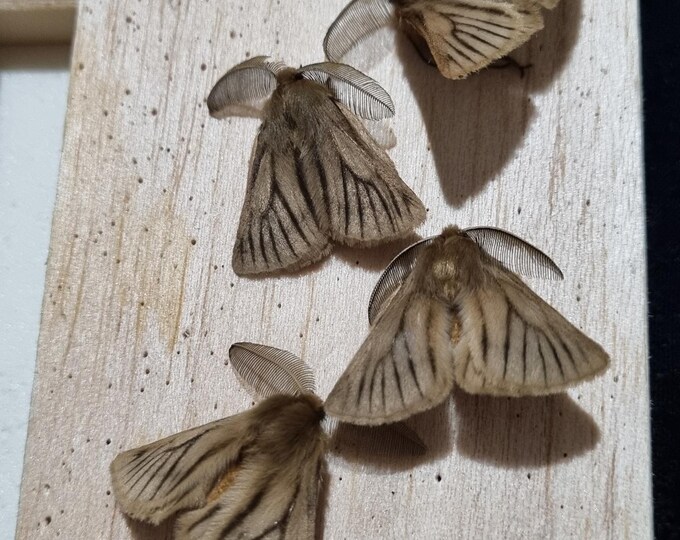 Australian Anthelidae Moth, Pterolocera Amplicornis, Soft Fluffy Moths ...