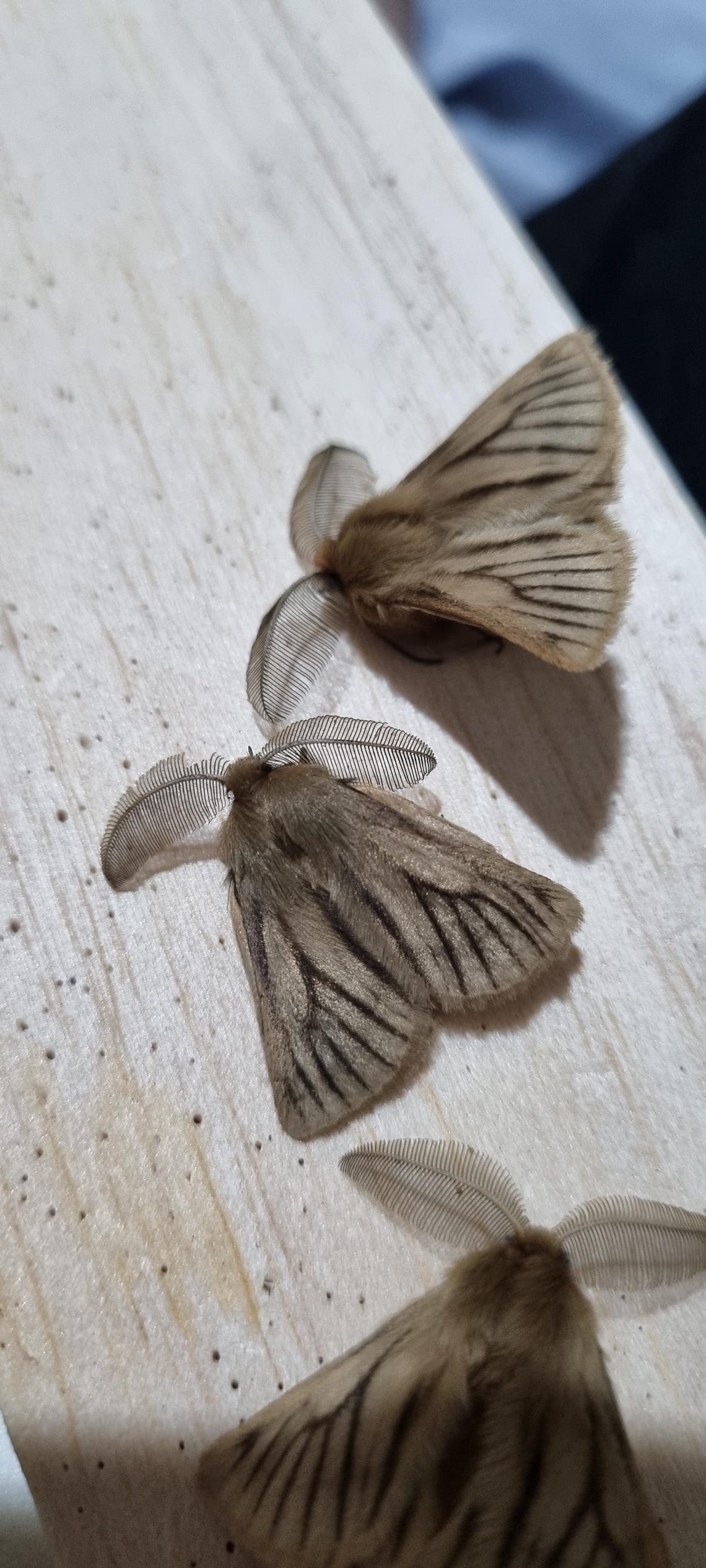 Australian Anthelidae Moth, Pterolocera Amplicornis, Soft Fluffy Moths ...