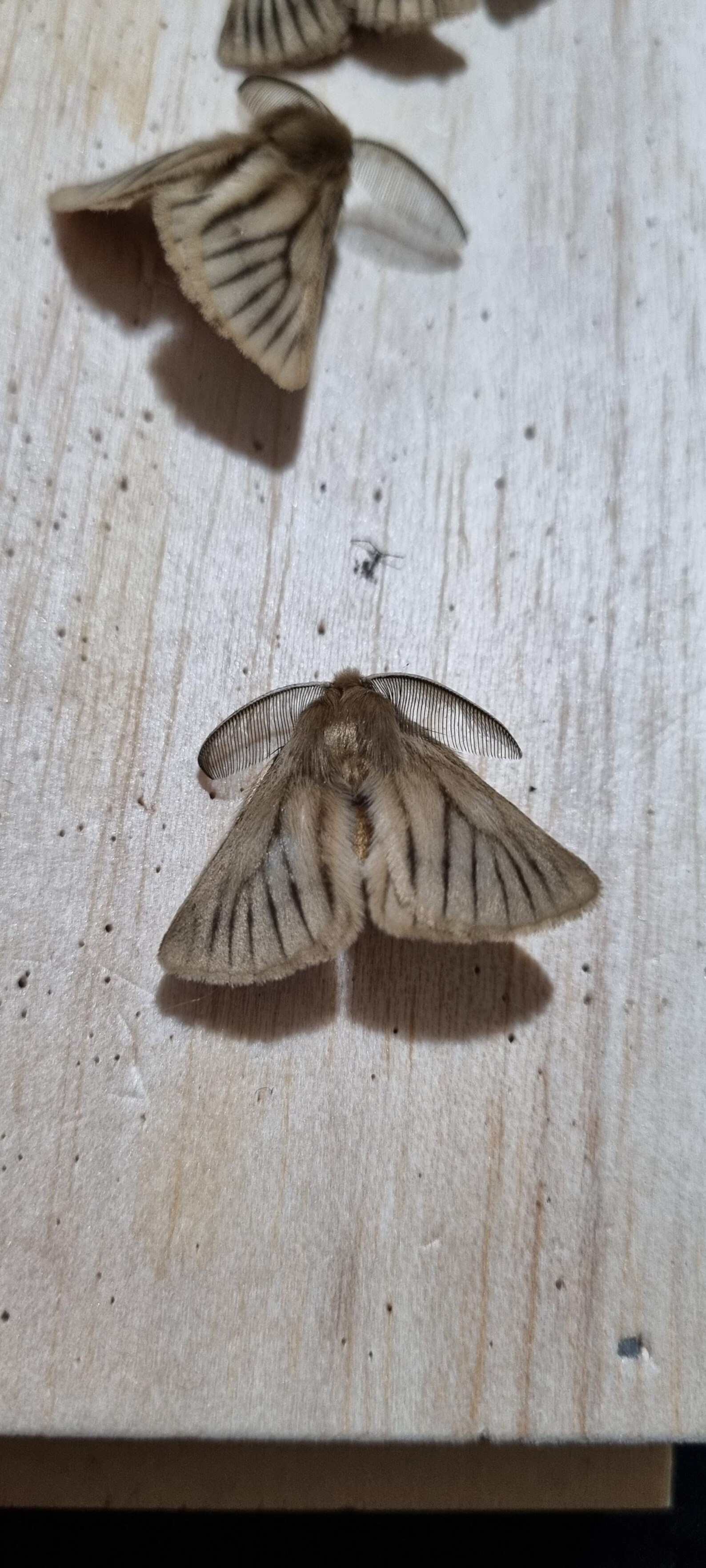 Australian Anthelidae Moth, Pterolocera Amplicornis, Soft Fluffy Moths ...