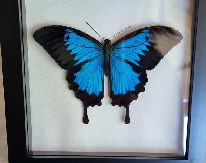Blue Emperor Swallowtail Butterfly Papilio Ulysses Ulysses Spread or ...