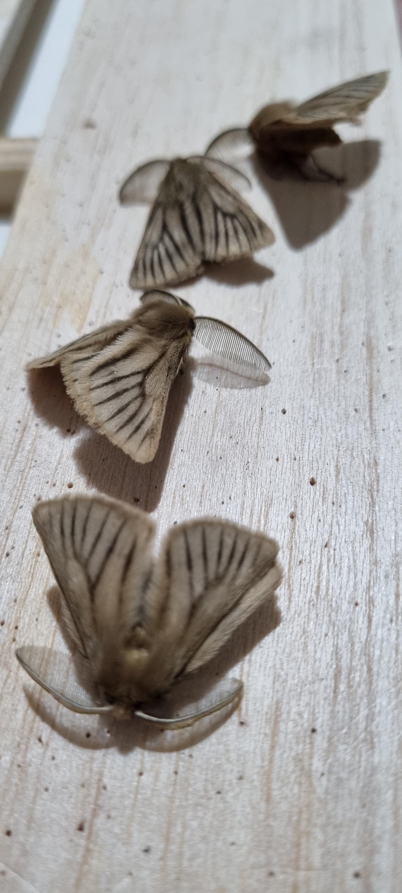 Australian Anthelidae Moth, Pterolocera Amplicornis, Soft Fluffy Moths ...