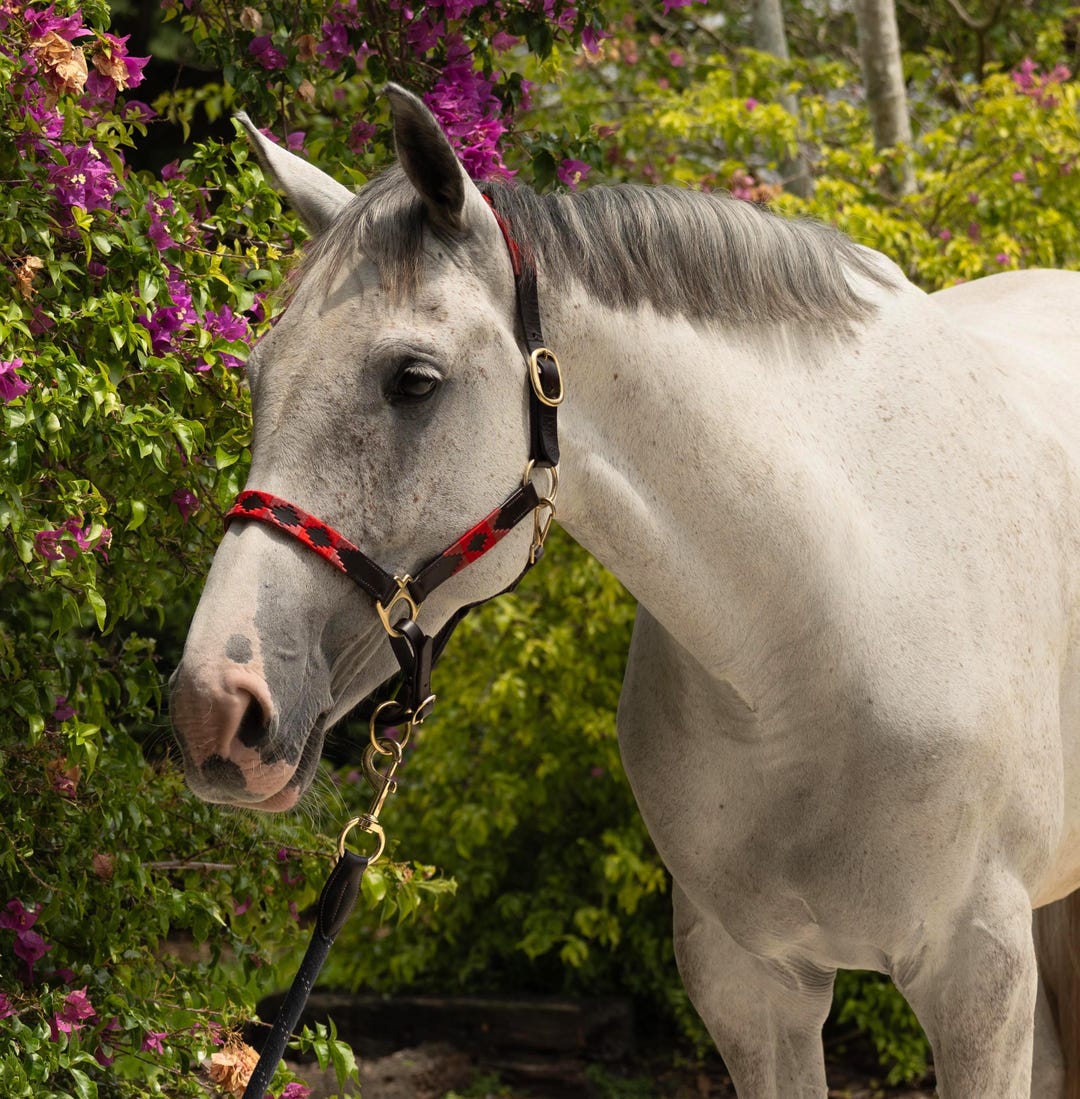Argentinian Polo Halter - Horse Halter - Red - Etsy