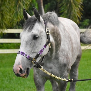Argentinian Polo Halter - Horse Halter - Purple - Etsy