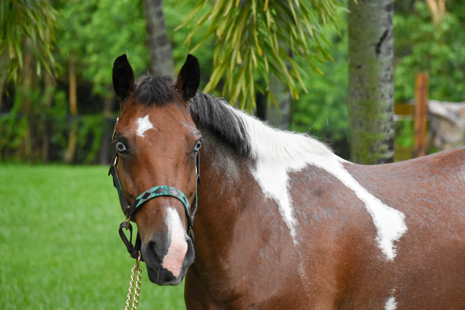 Argentinian Polo Halter - Horse Halter - Hunter Green - Etsy