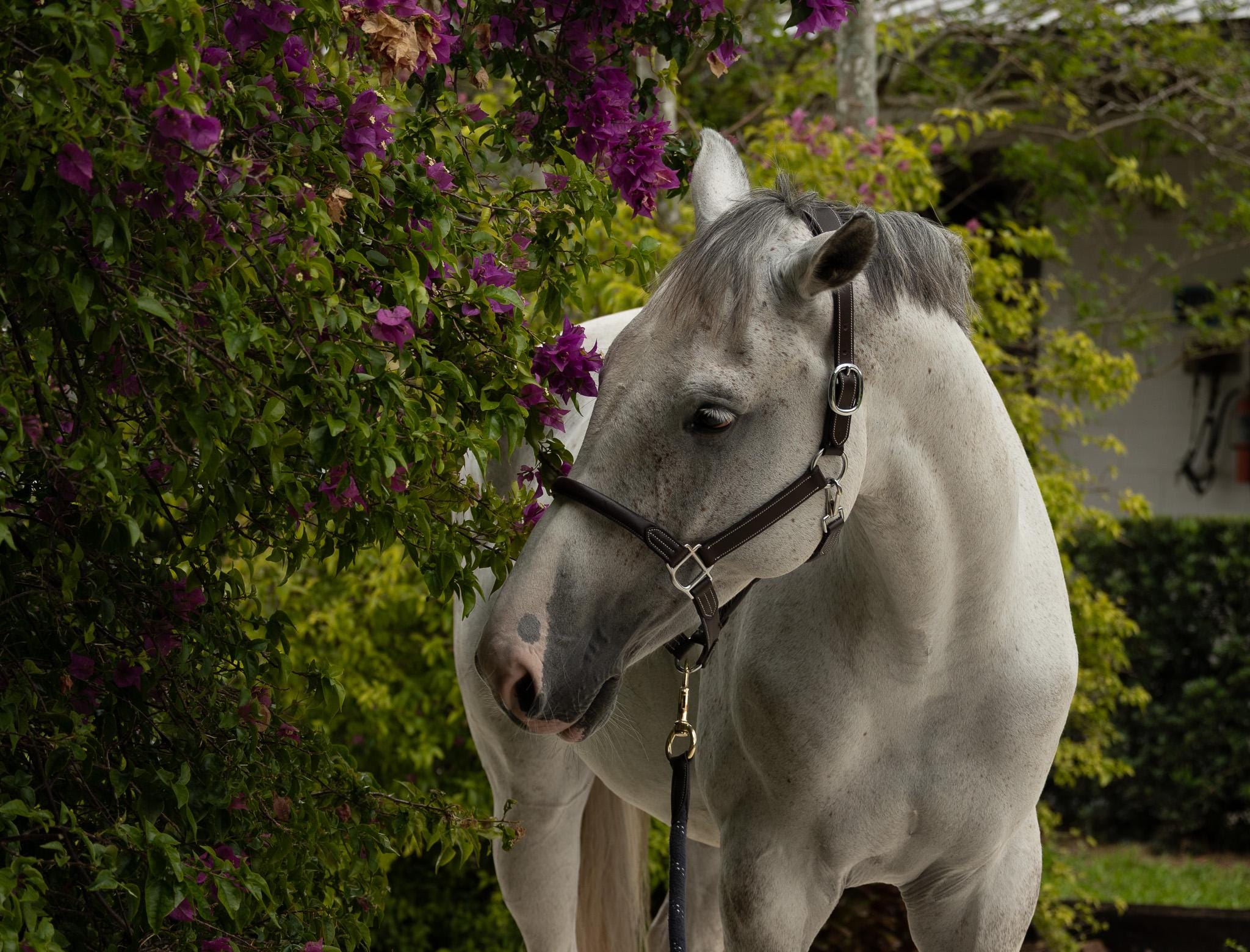 Anatomical Padded Leather Halter - Etsy