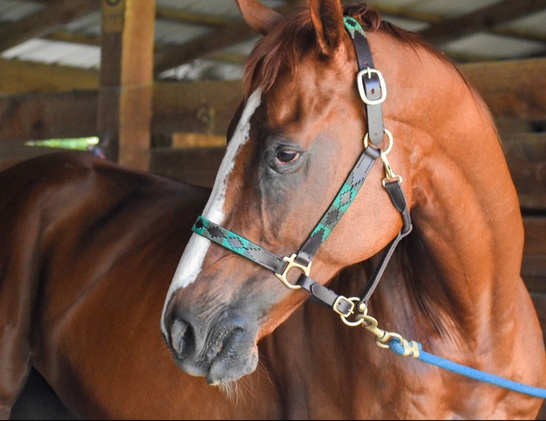 Argentinian Polo Halter - Horse Halter - Hunter Green - Etsy
