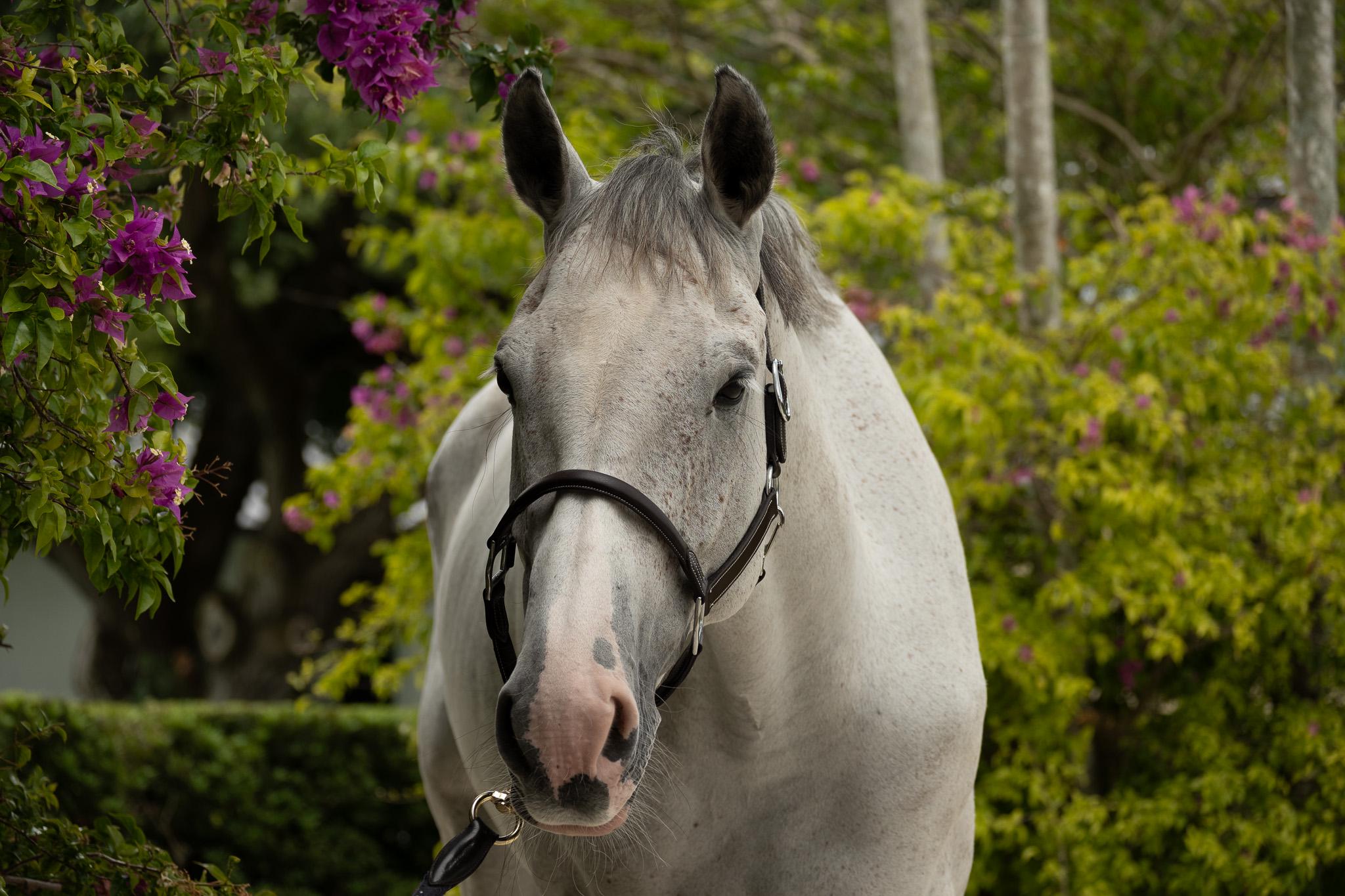 Anatomical Padded Leather Halter - Etsy