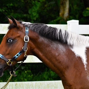 Argentinian Polo Halter - Horse Halter - Blue - Etsy