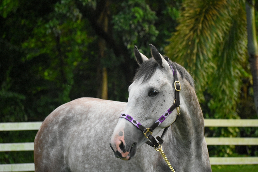 Argentinian Polo Halter - Horse Halter - Purple - Etsy