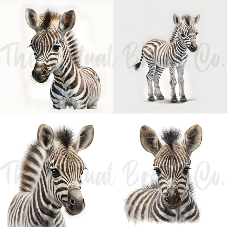 Safari Animals Clipart PNG Bundle, Baby Zebra PNG, Watercolor, Zebra ...