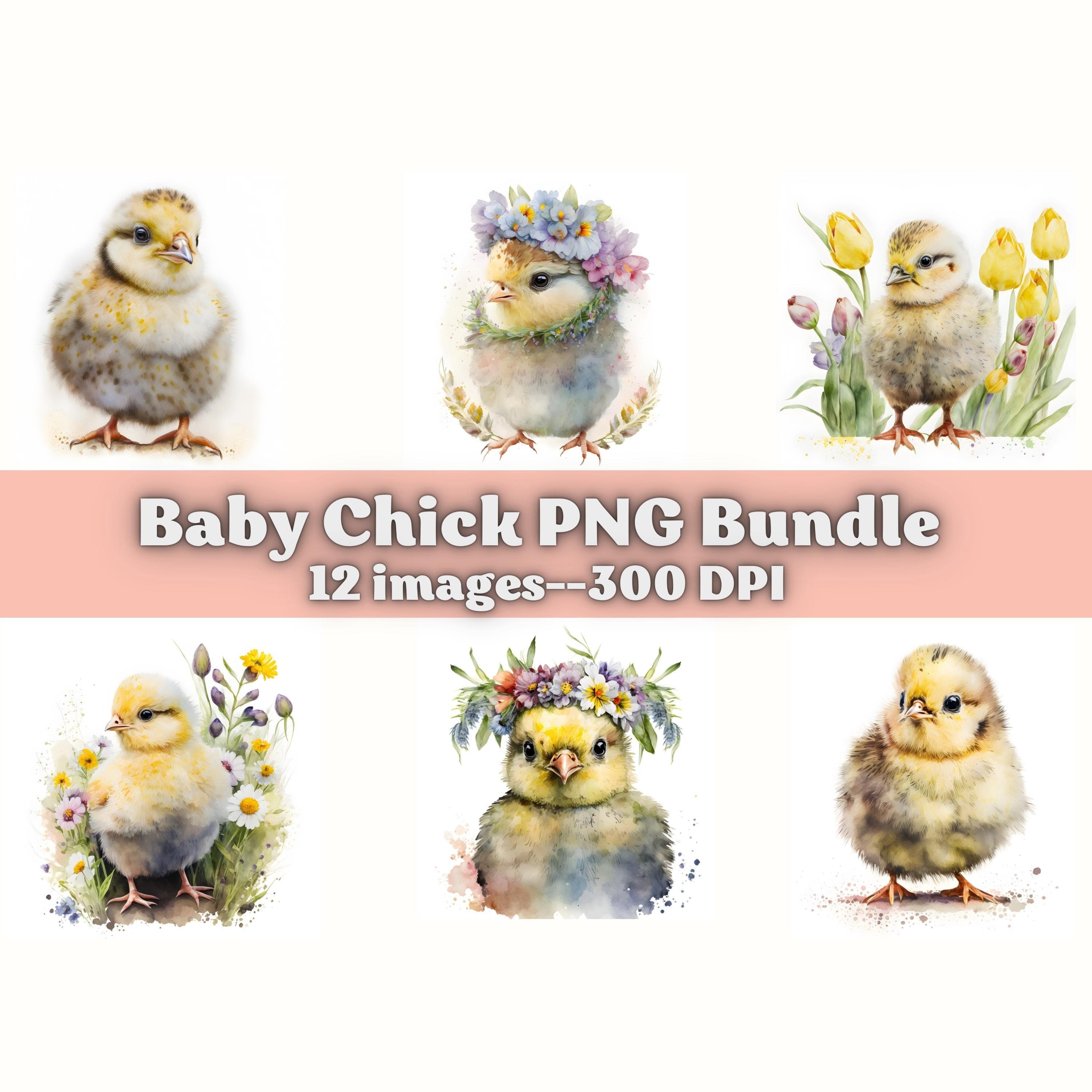 Baby Chicks Clipart