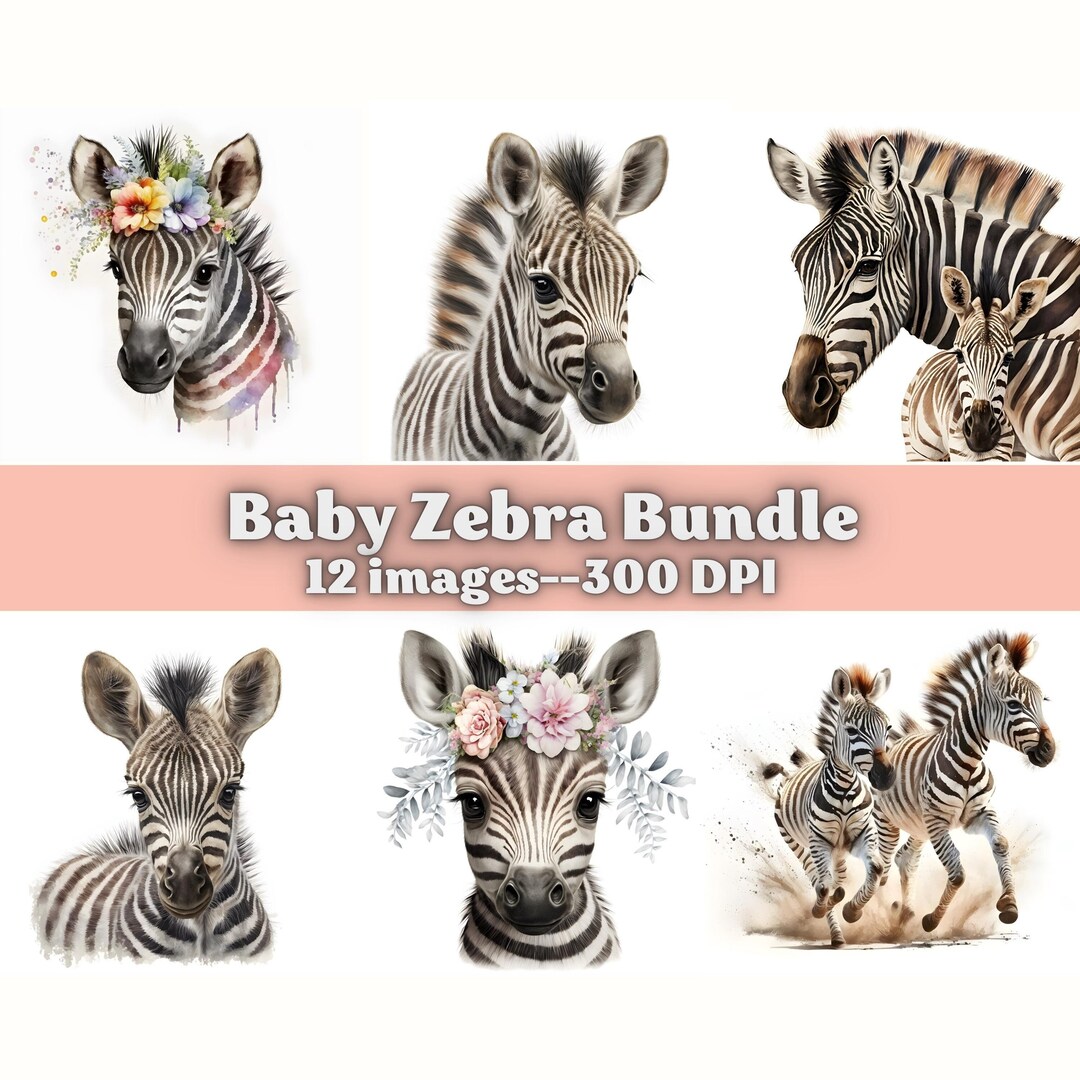 Safari Animals Clipart PNG Bundle, Baby Zebra PNG, Watercolor, Zebra ...