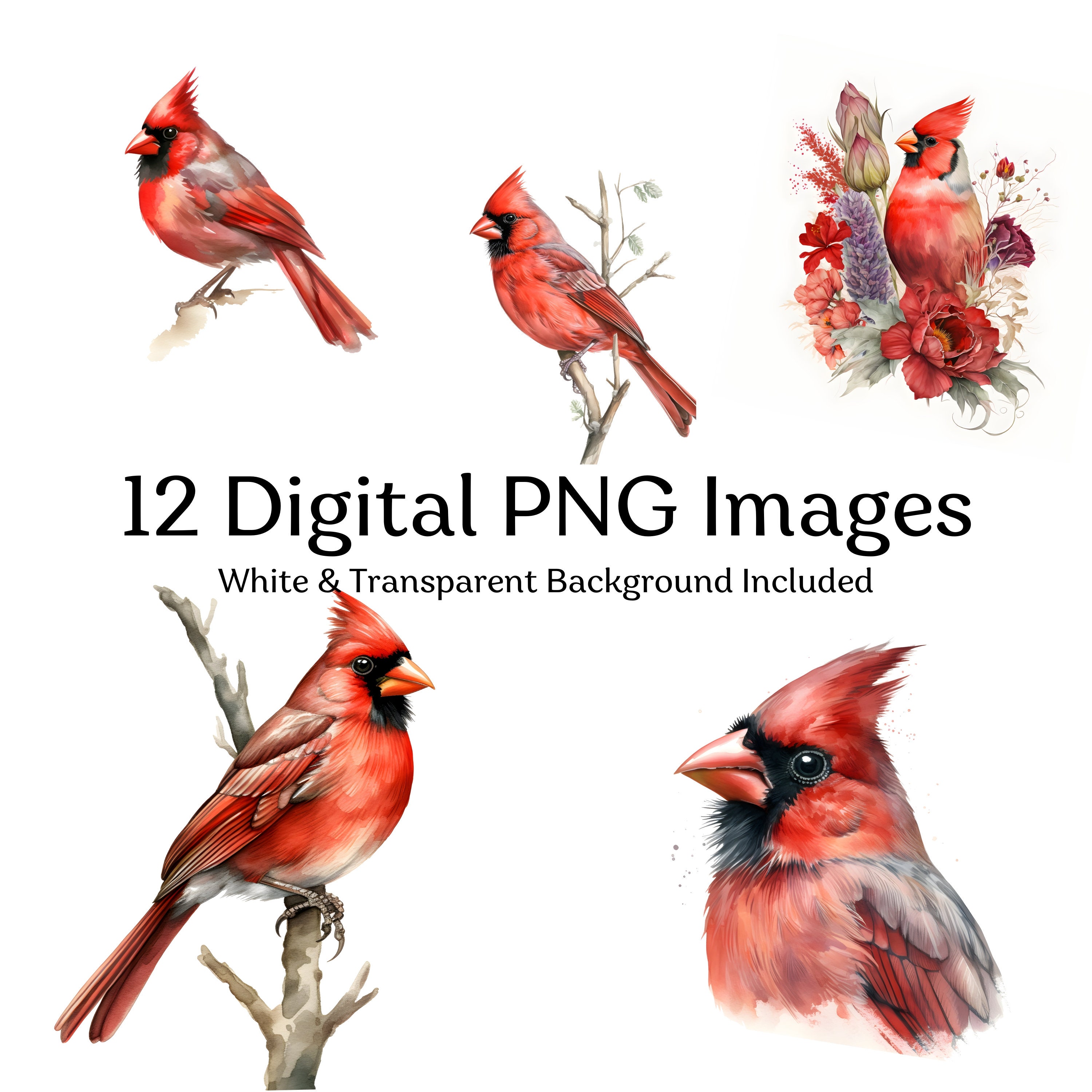 Red Cardinal PNG, Cardinal Clipart, Red Cardinal Bird, Watercolor Bird ...