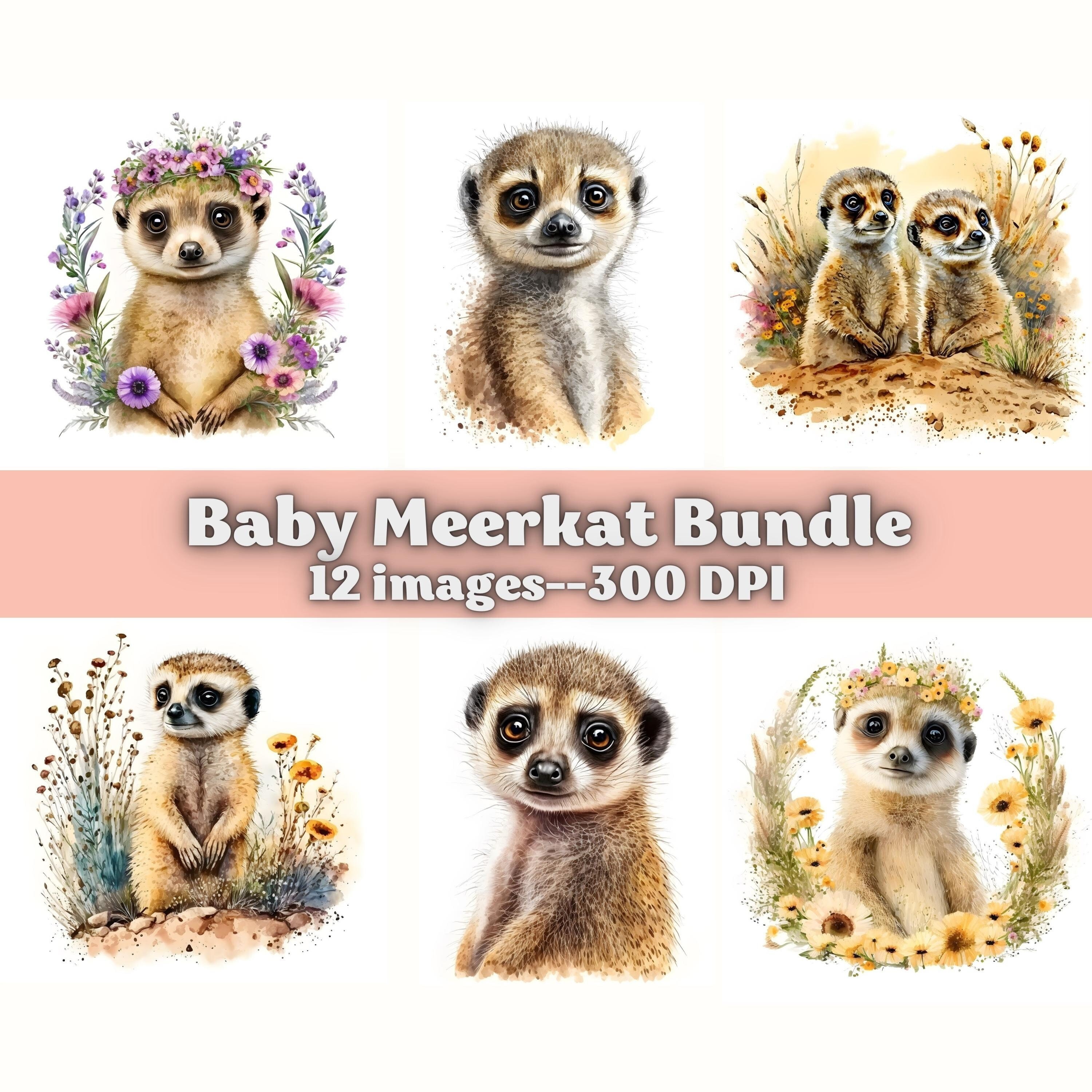 Really Cute Baby Meerkats