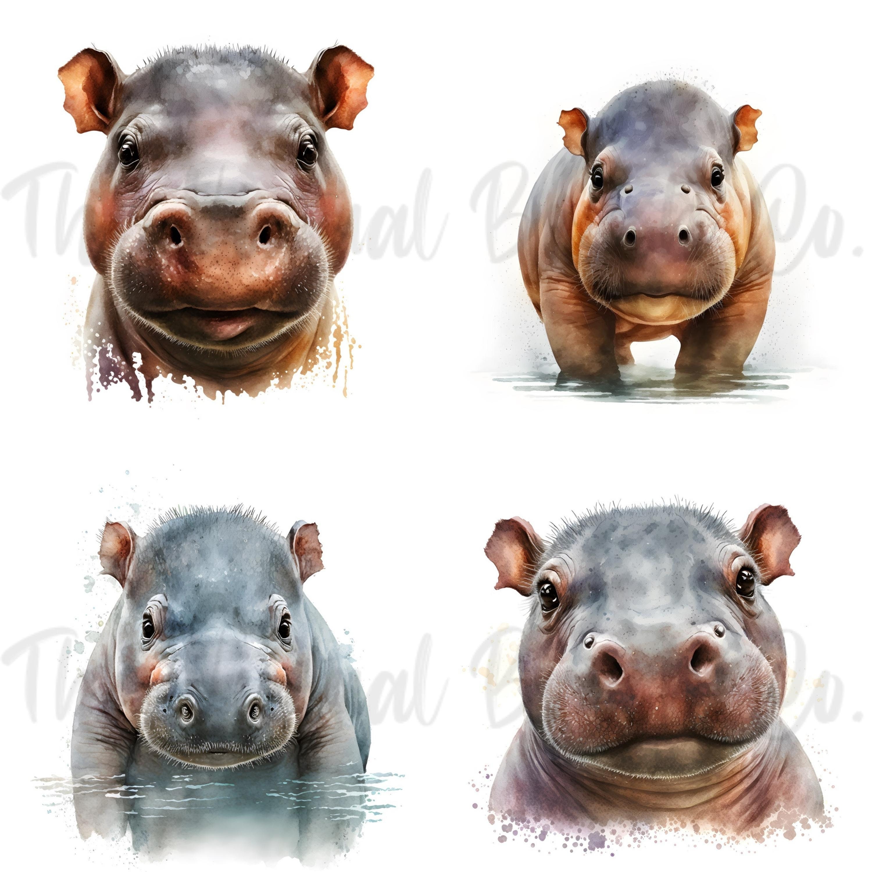 Safari Animals Clipart PNG Bundle, Baby Hippo PNG, Watercolor, Baby ...