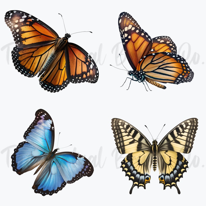 Butterfly Clipart Bundle, Butterfly PNG, Monarch Butterfly Clipart ...