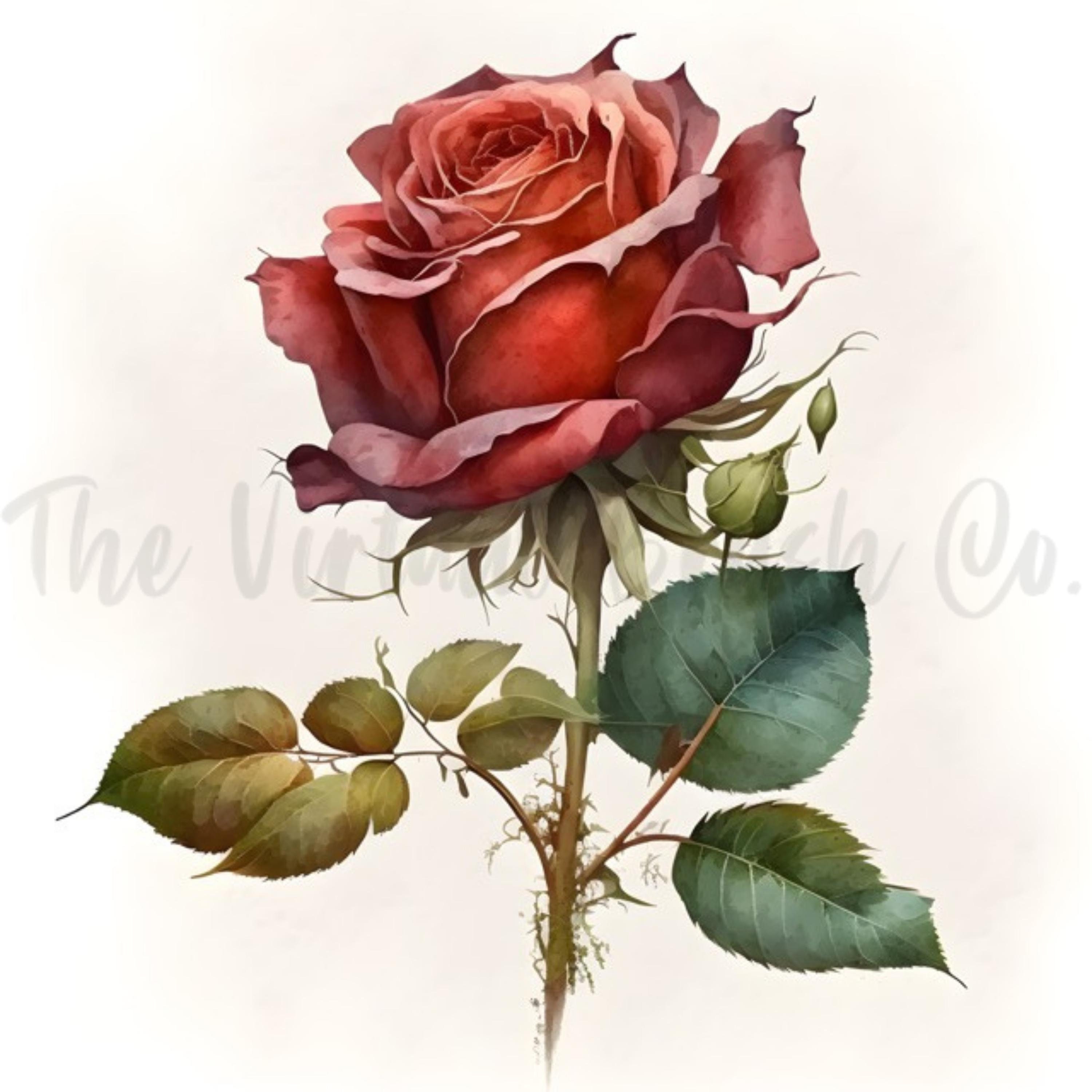 Red Rose Clipart Watercolor Roses PNG Flowers Clipart - Etsy