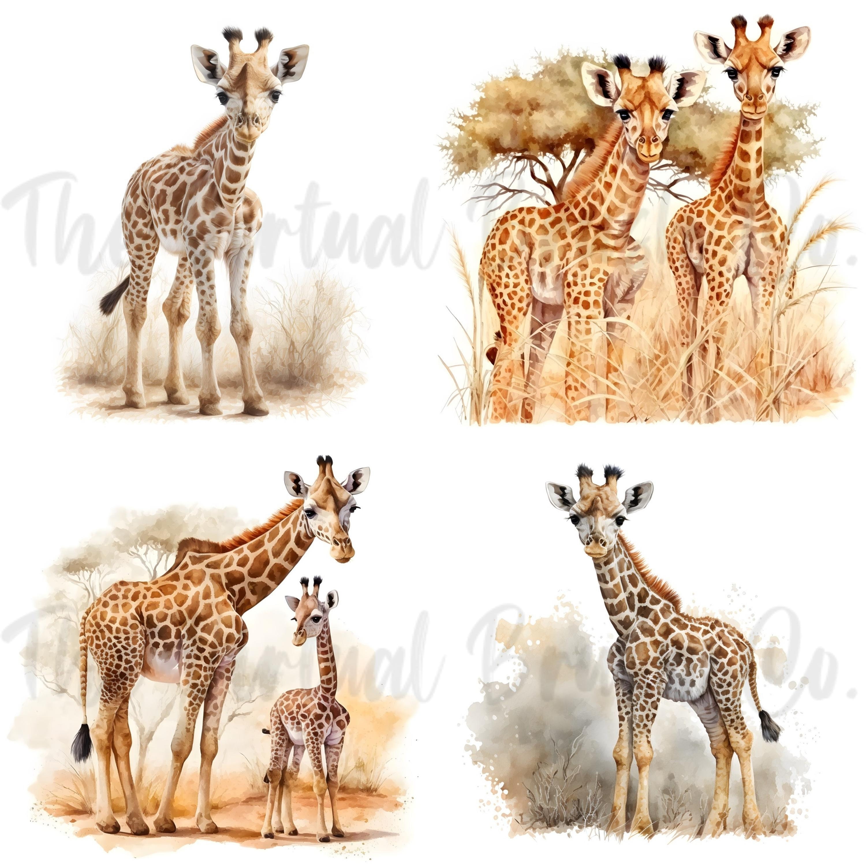 Safari Animals Clipart PNG Bundle, Baby Giraffe PNG, Watercolor, Baby ...