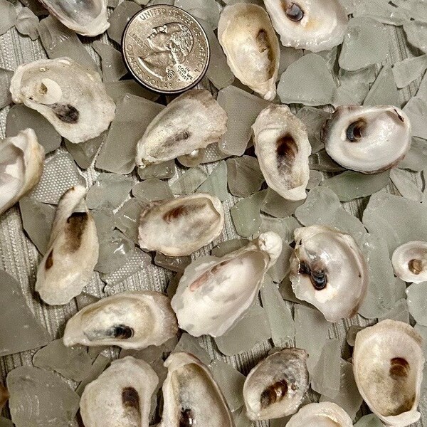 Oyster Shells Bulk - Etsy