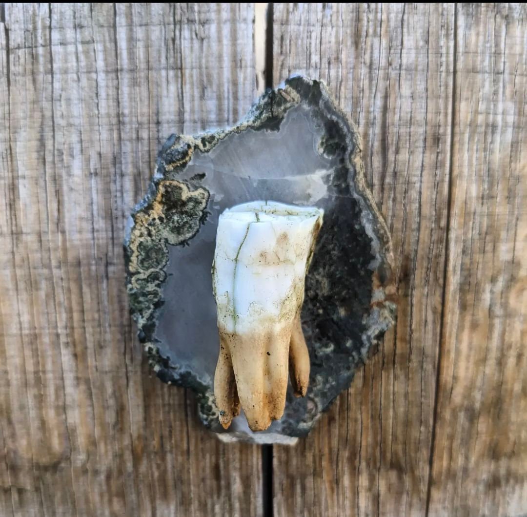 Cow Molar Wall Hanging - Etsy