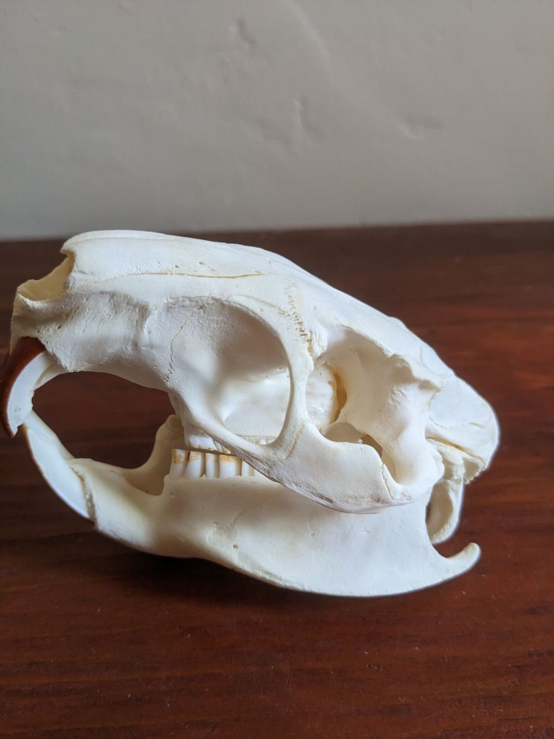 Nutria Skull - Etsy