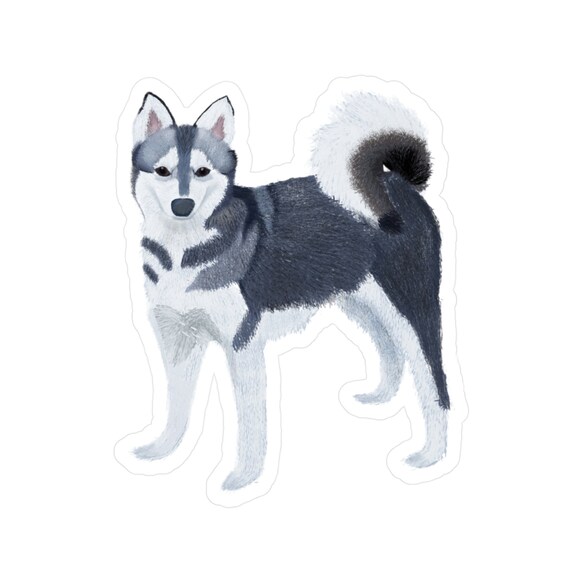Grey Alaskan Klee Kai
