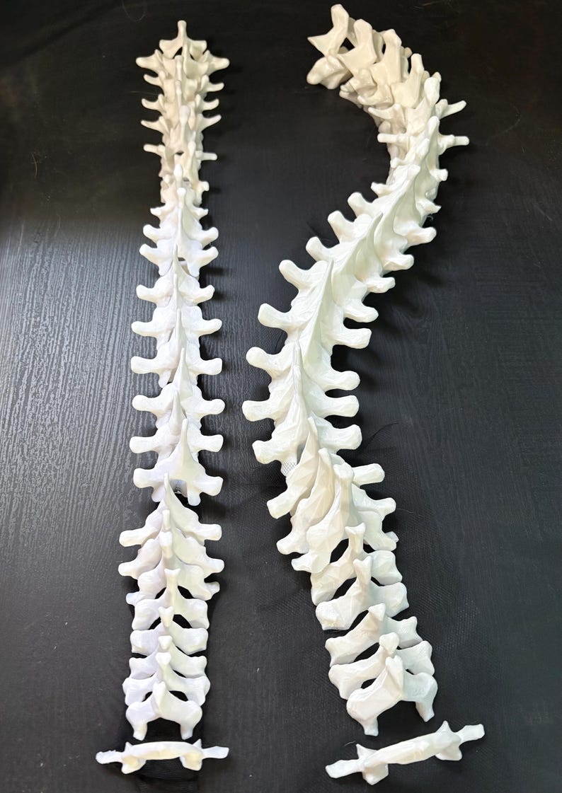 3D Spinal Column: Bones White Printed Black Mesh - Halloween Costume or ...