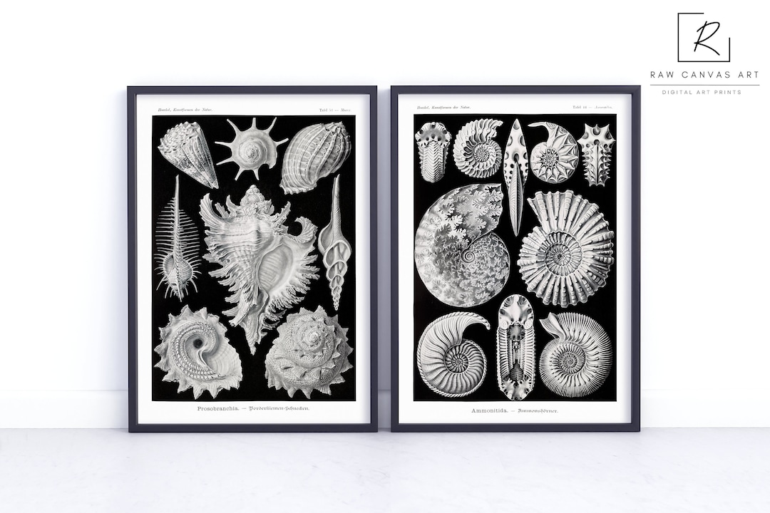 Set of Two Ernst Haeckel Vintage Shell Illustrations in Black and White ...