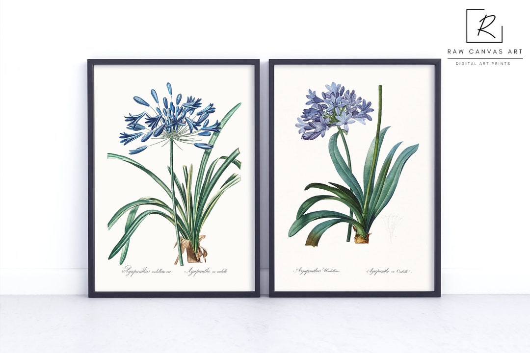 Set of Agapanthus Prints, Printable Botanical Art, Floral Watercolour ...